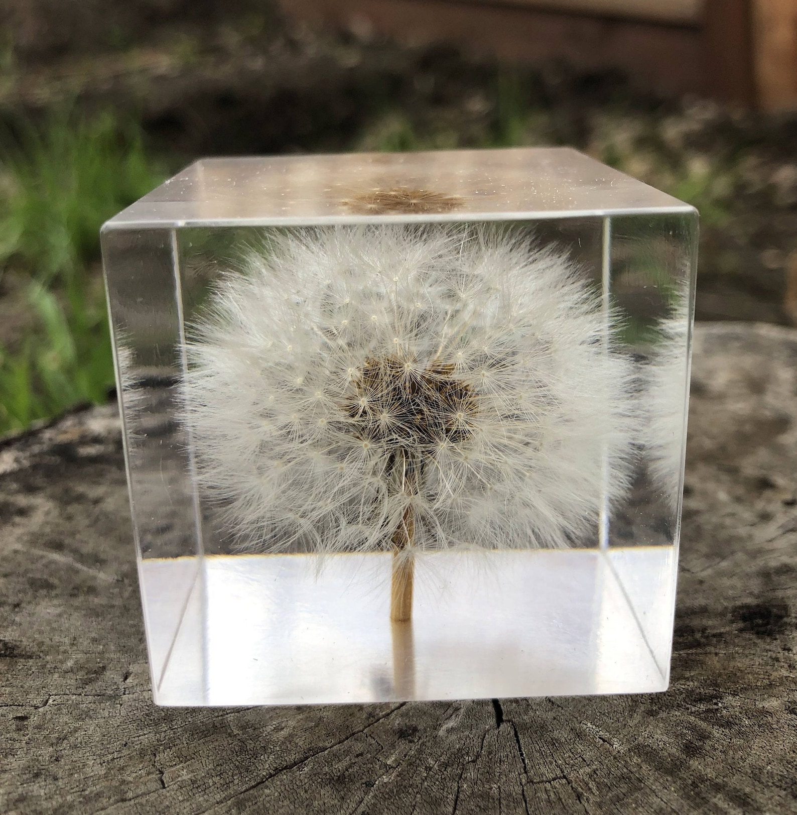 Dandelion Paperweight Cube Dandelion Crystals Keepsake Resin - Etsy Canada