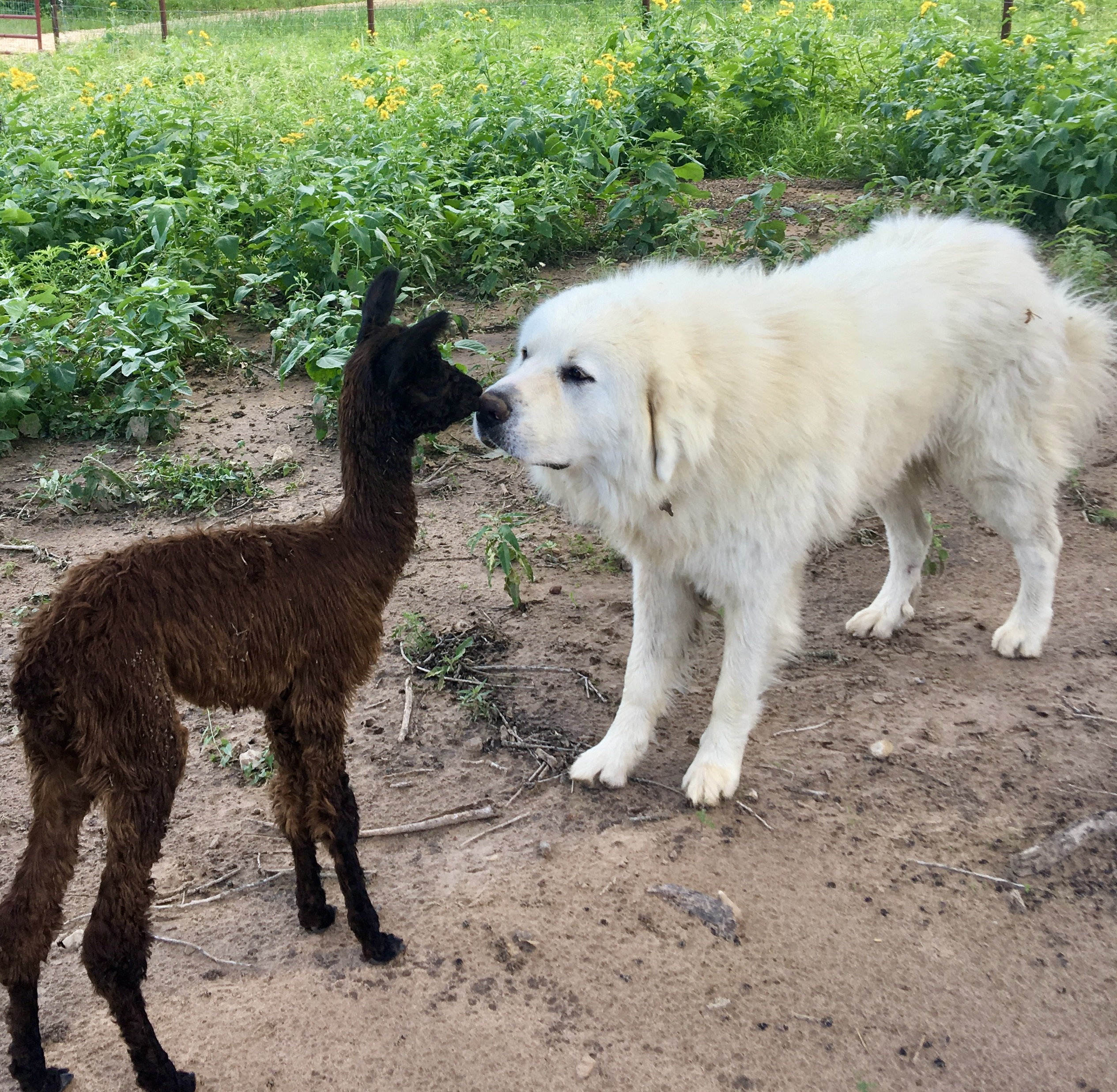 Alpaca Fleece Nesting Material: Natural Bird Nest Filler - Etsy