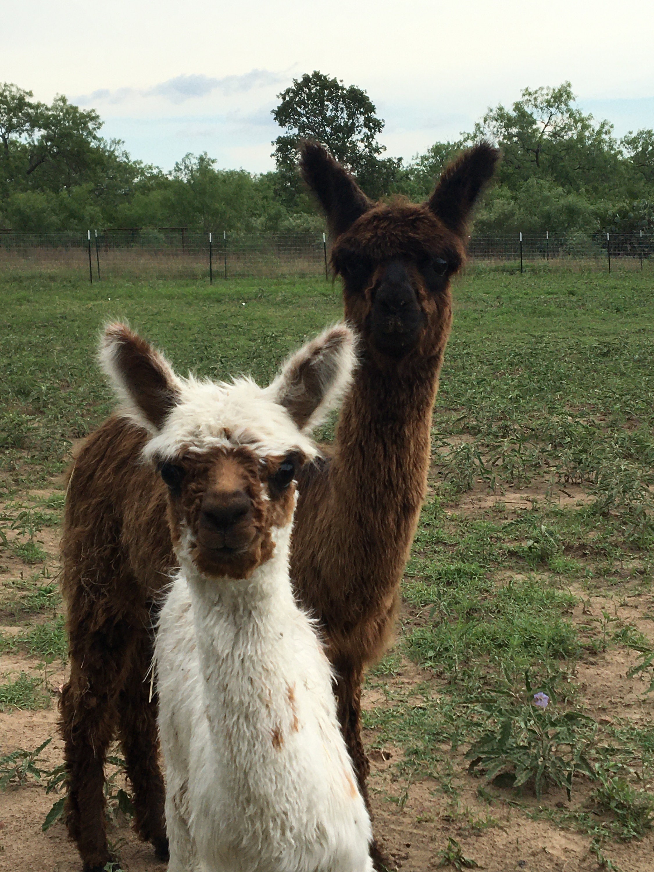 Alpaca Fleece Nesting Ball Refill: Suri Fiber, Bird Nest Material ...