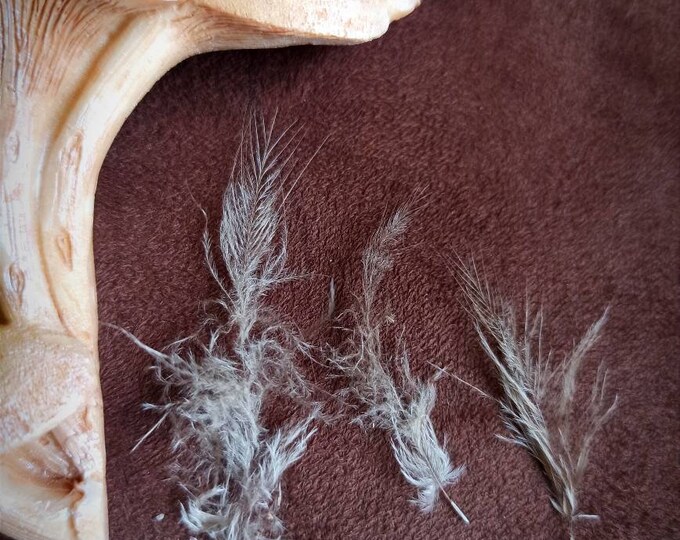 Old Vintage and Extremely Rare Feathers. - Etsy