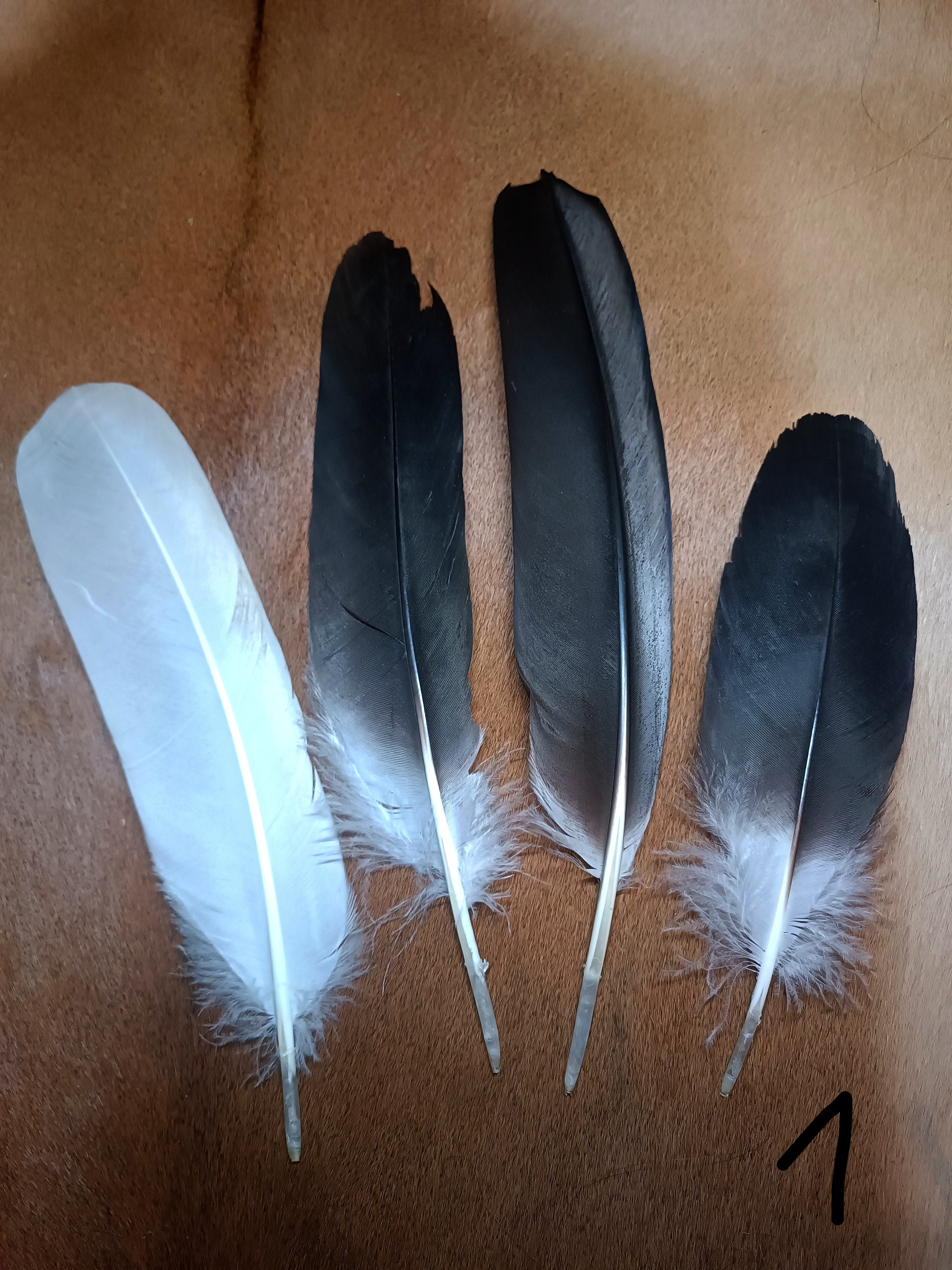 Stork Feather Sets - Etsy