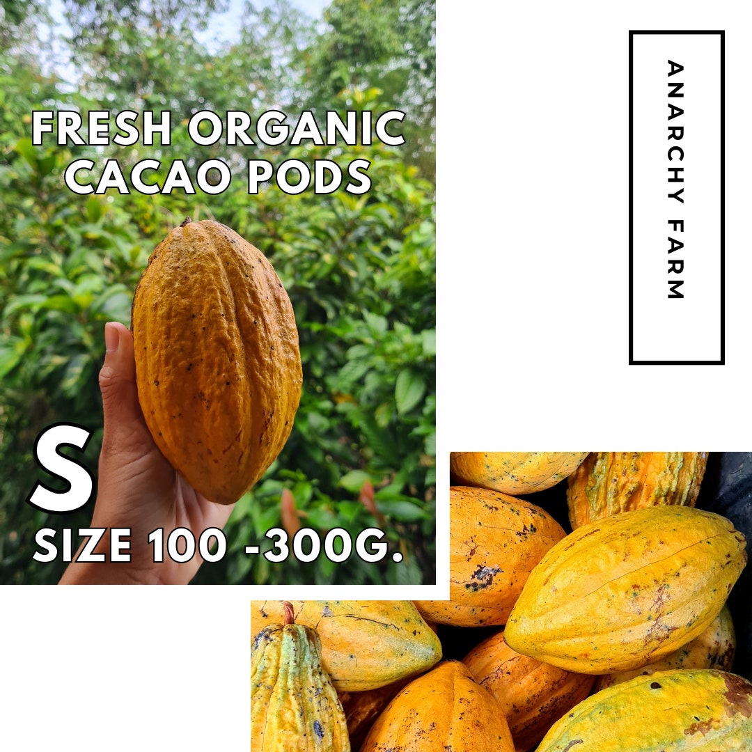 Fresh Organic Cacao Pods - Anarchy Chocolate | FRESH Whole Cacao Fruit ...