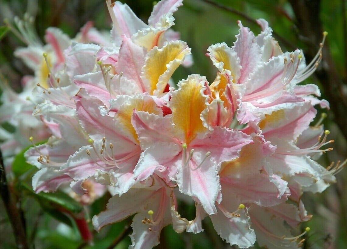 Rhododendron occidentale Western azalea Rare shrub 20 seeds | Etsy