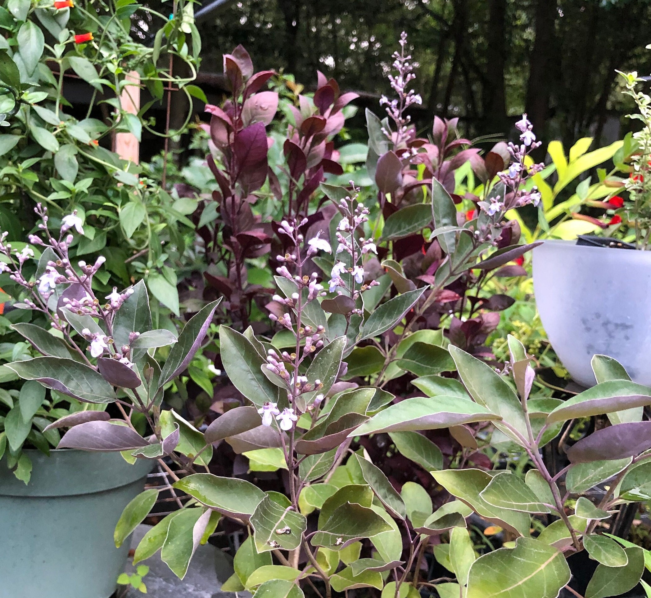 Arabian Lilac or Vitex Trifolia F. Purpurea 'fascination' Plant - Etsy