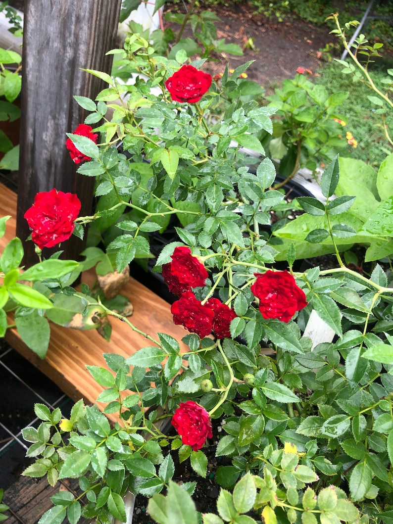 Rosa Red Cascade Climbing Miniature Rose Pint Plant - Etsy