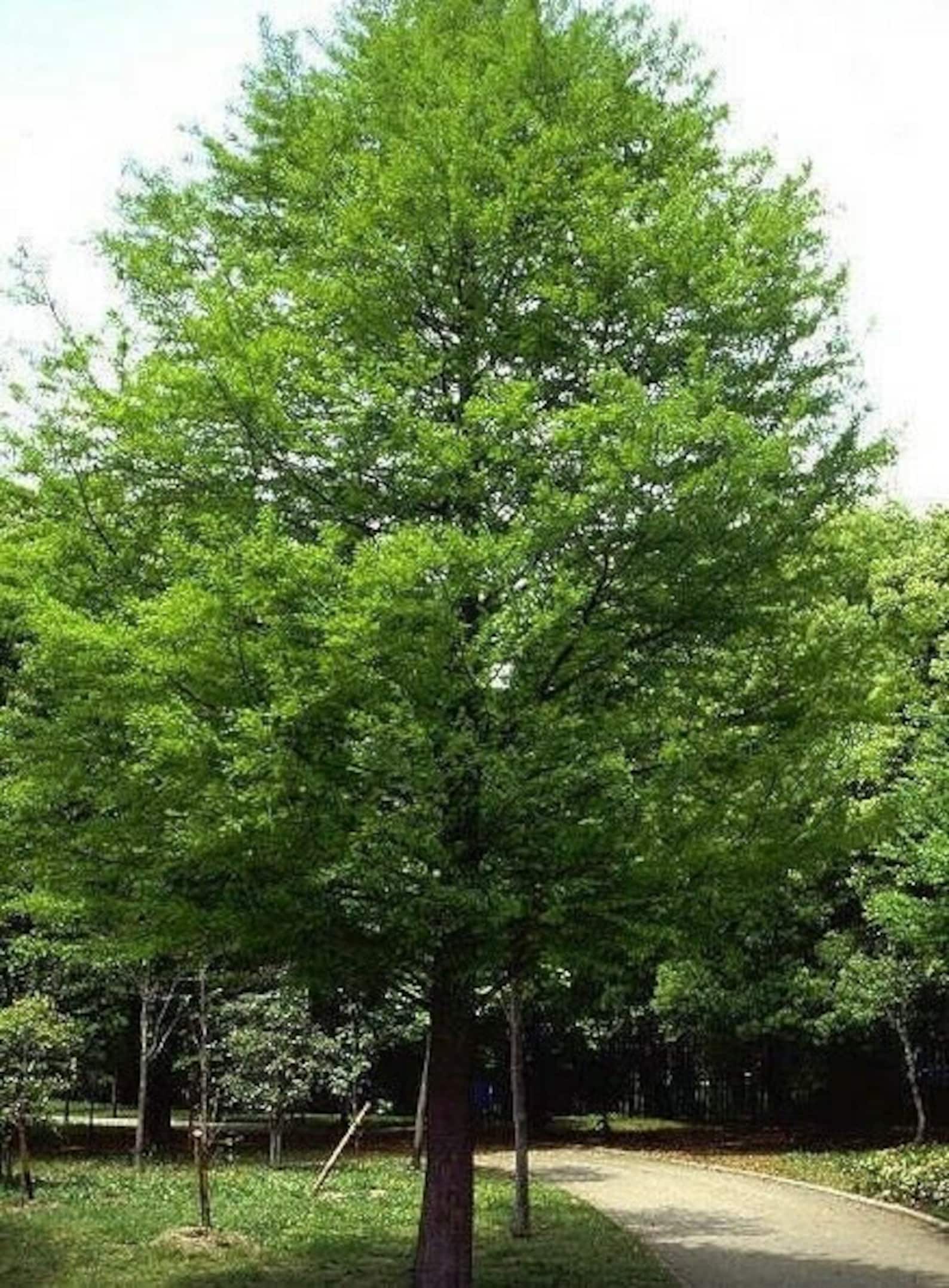 Taxodium distichum Bald Cypress 10 seeds | Etsy