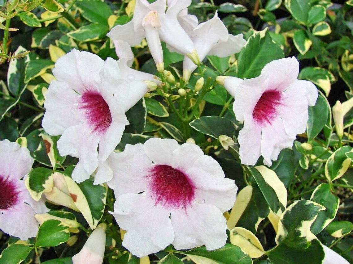 Variegatede Bower Vine or Pandorea Jasminoides Variegata Pint Plant - Etsy