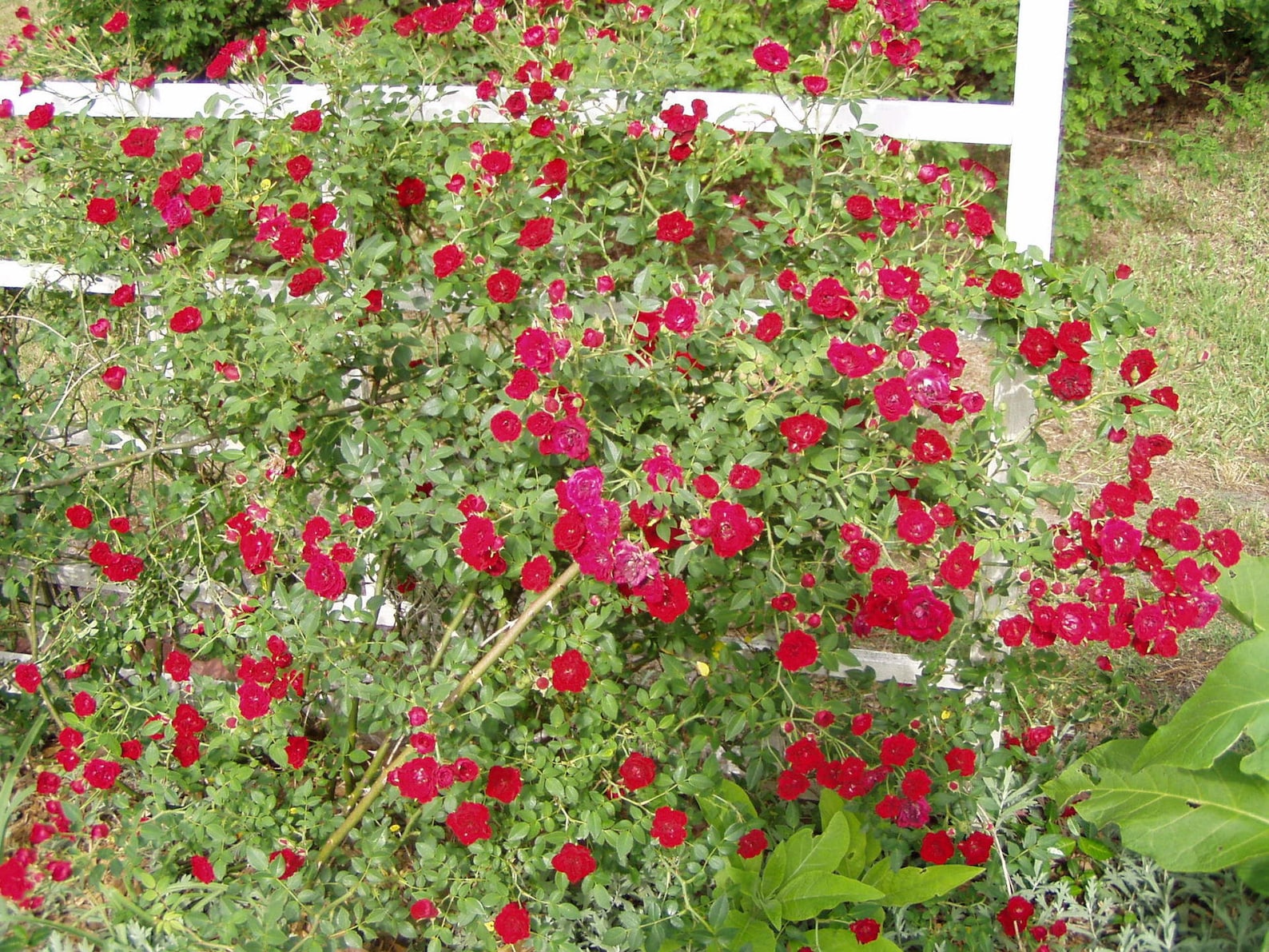 Rosa Red Cascade Climbing Miniature Rose Pint Plant - Etsy