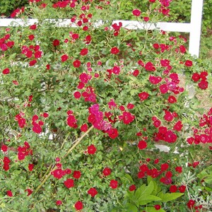 Rosa Red Cascade Climbing Miniature Rose Pint Plant - Etsy