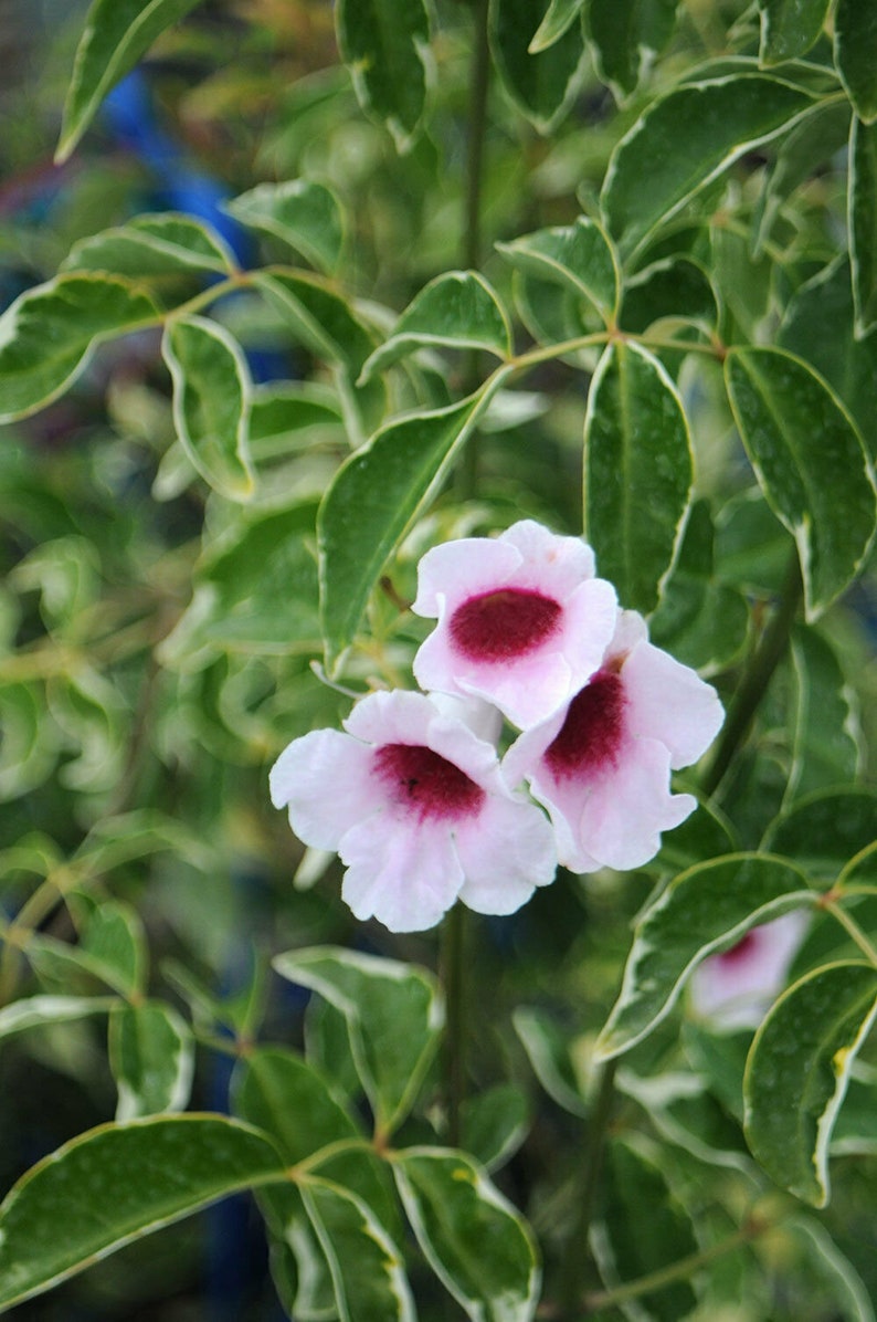 Variegatede Bower Vine or Pandorea Jasminoides Variegata Pint Plant - Etsy