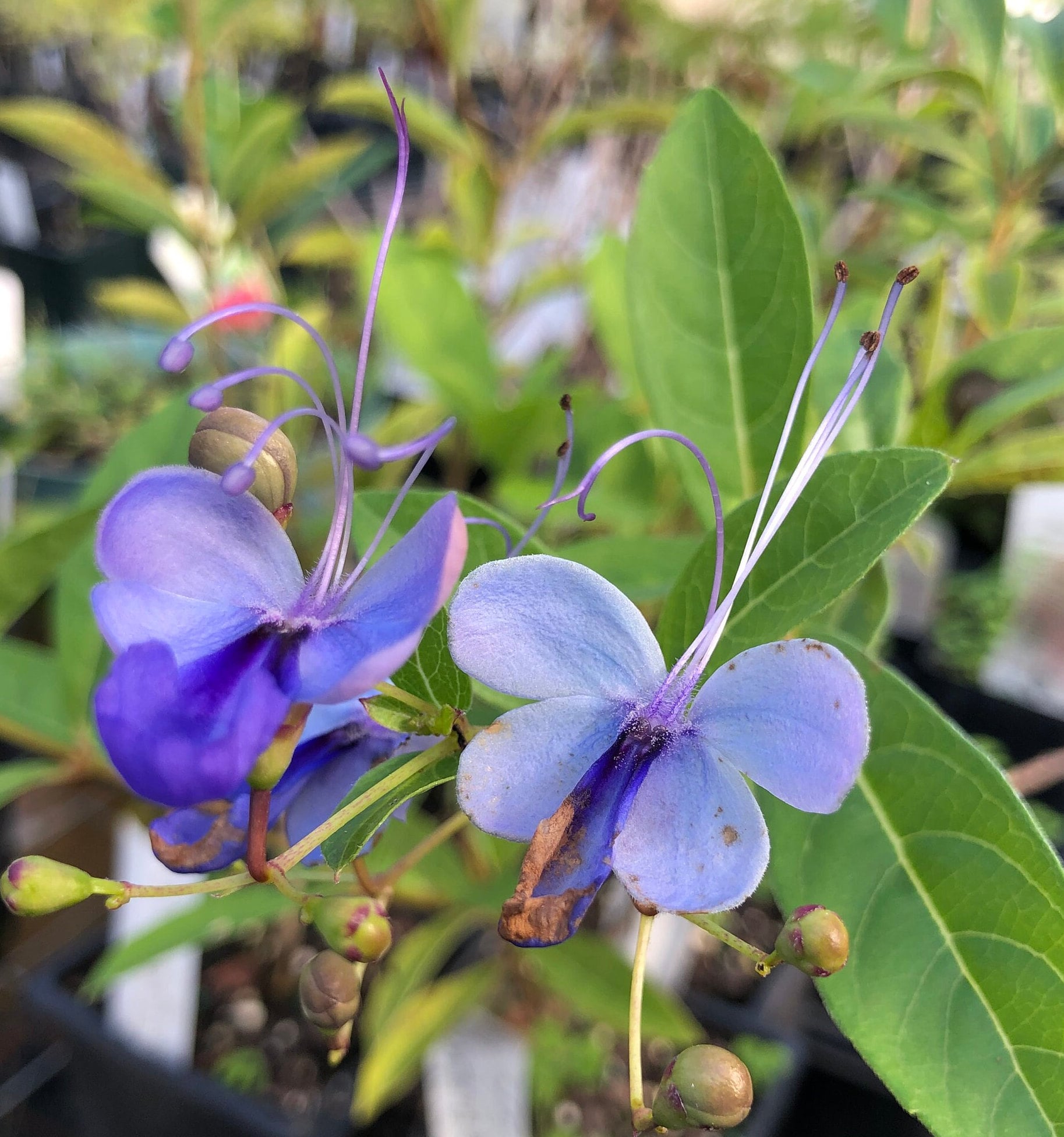 Blue Wings or Blue Butterfly Clerodendrum Ugandense Pint Plant - Etsy