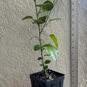 Hibiscus Weeping Albo Lacinatus Tropical Hibiscus Quart Plant - Etsy