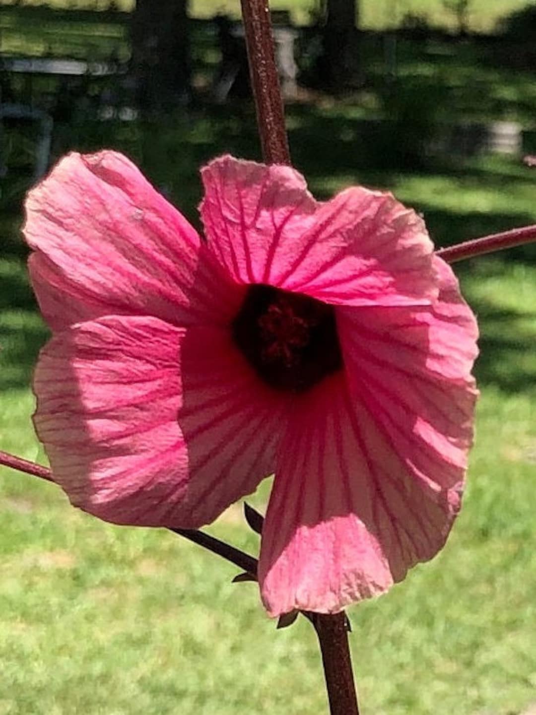 Red Shield Hibiscus Acetosella Quart Plant - Etsy