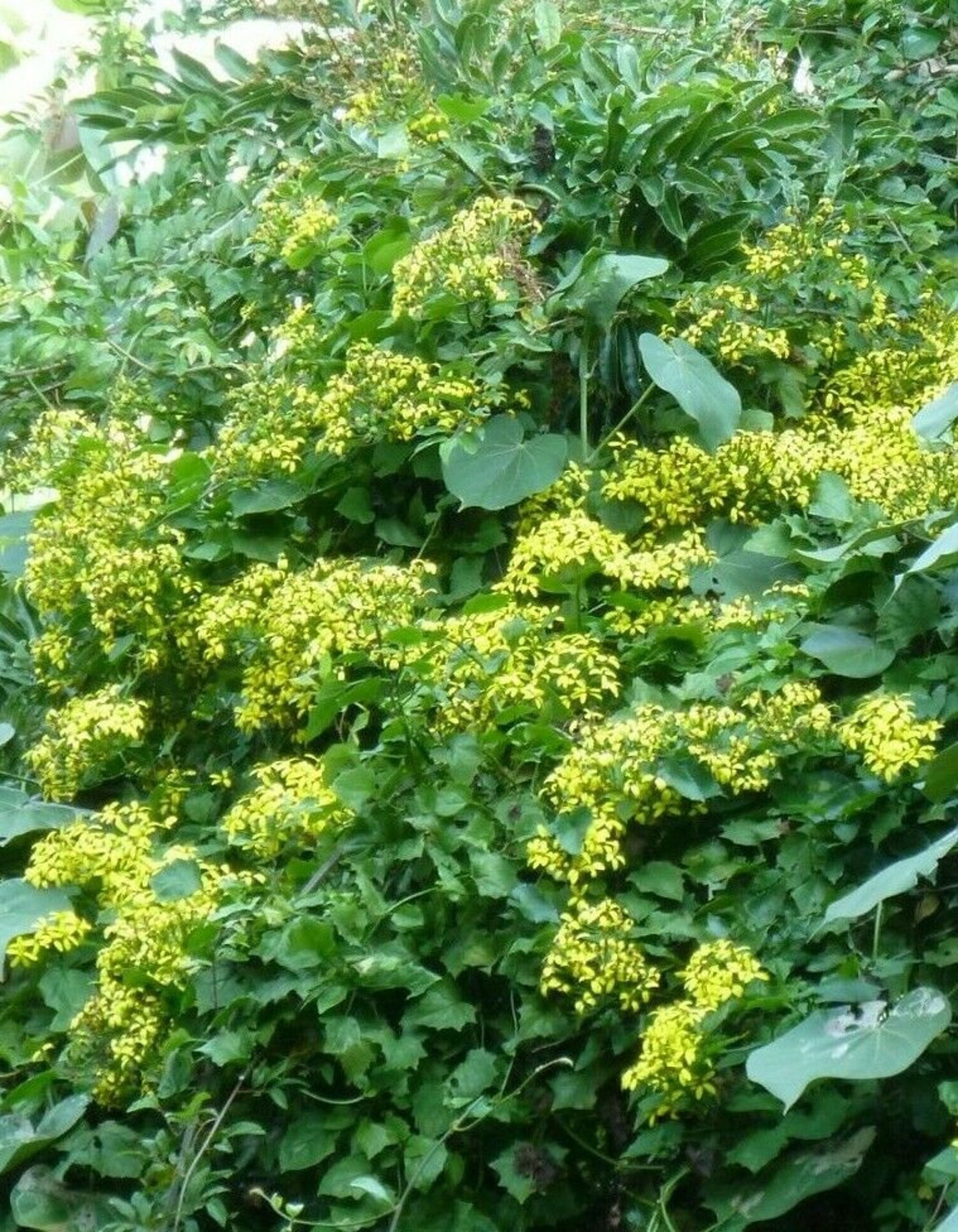 Senecio tamoides Canary Creeper 15 seeds | Etsy