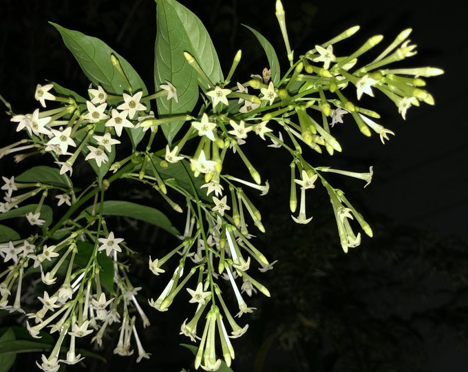 Fragrant Night Blooming Jasmine or Cestrum Nocturnum Plant - Etsy