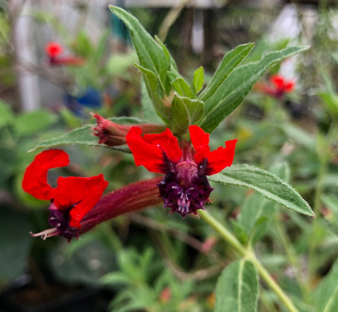 Bat Faced Cuphea or Bat Flower Plant - Etsy