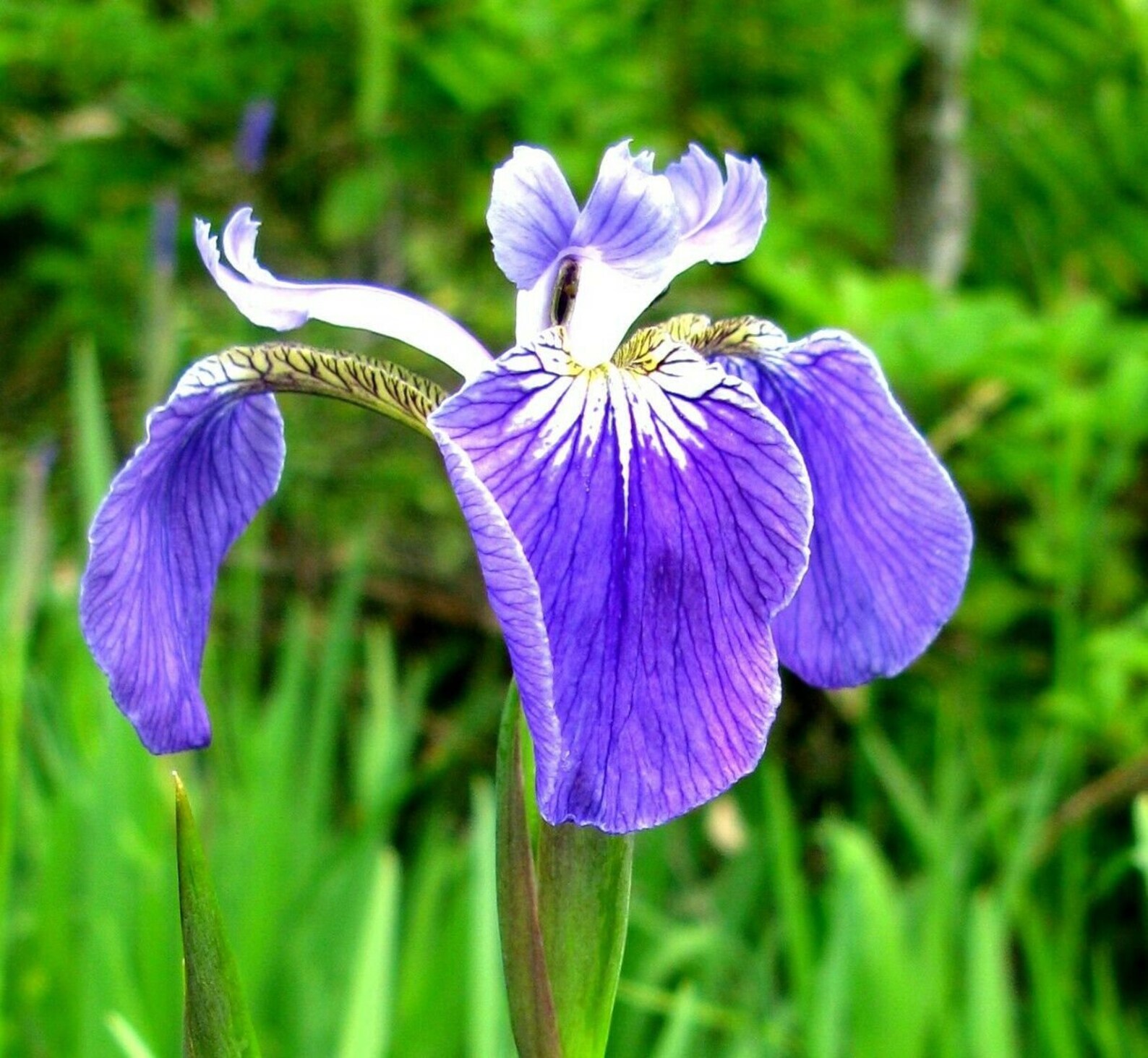 Iris setosa 10 seeds | Etsy