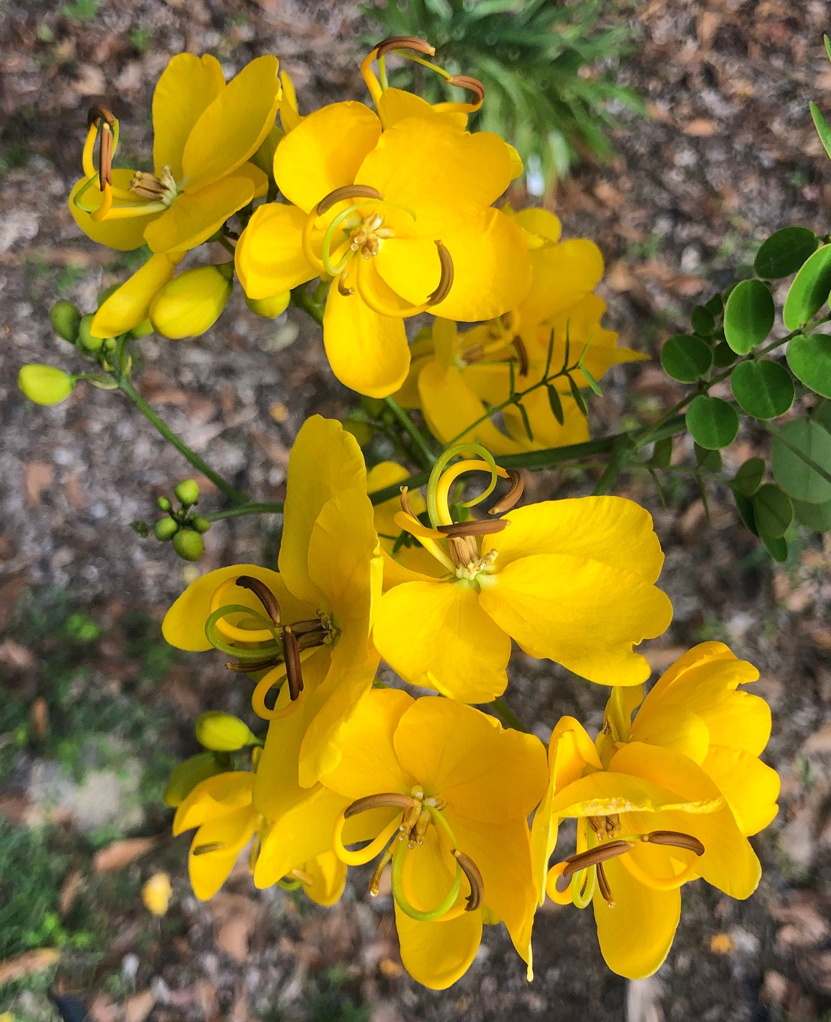 Butterfly Bush - Cassia Bicapsularis - Christmas Senna Pint Plant - Etsy