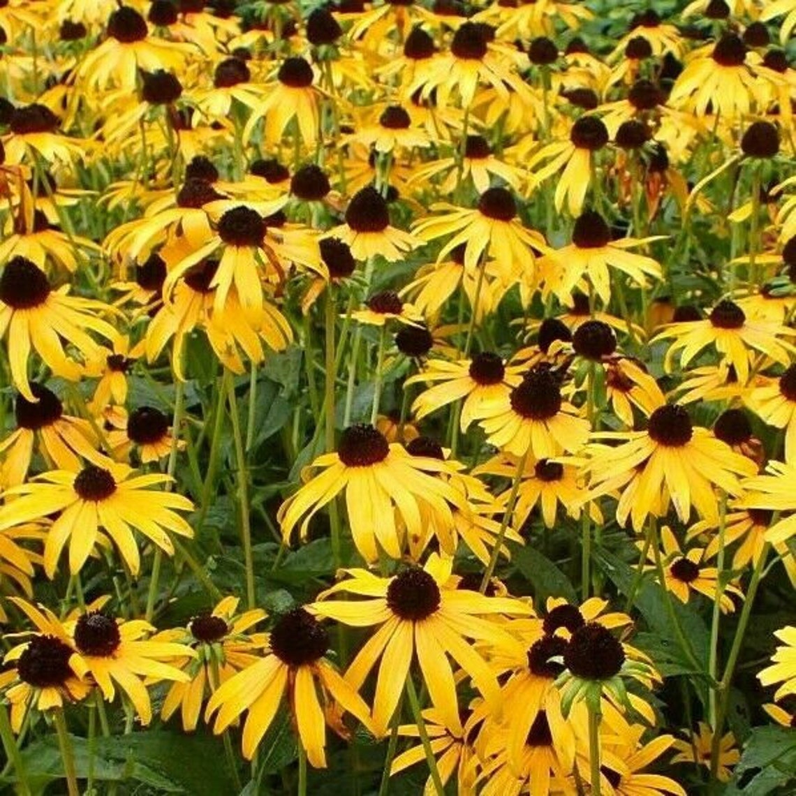 Rudbeckia fulgida Goldsturm 30 seeds | Etsy