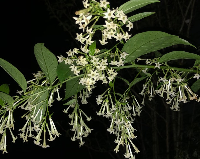 Fragrant Night Blooming Jasmine or Cestrum Nocturnum - Etsy