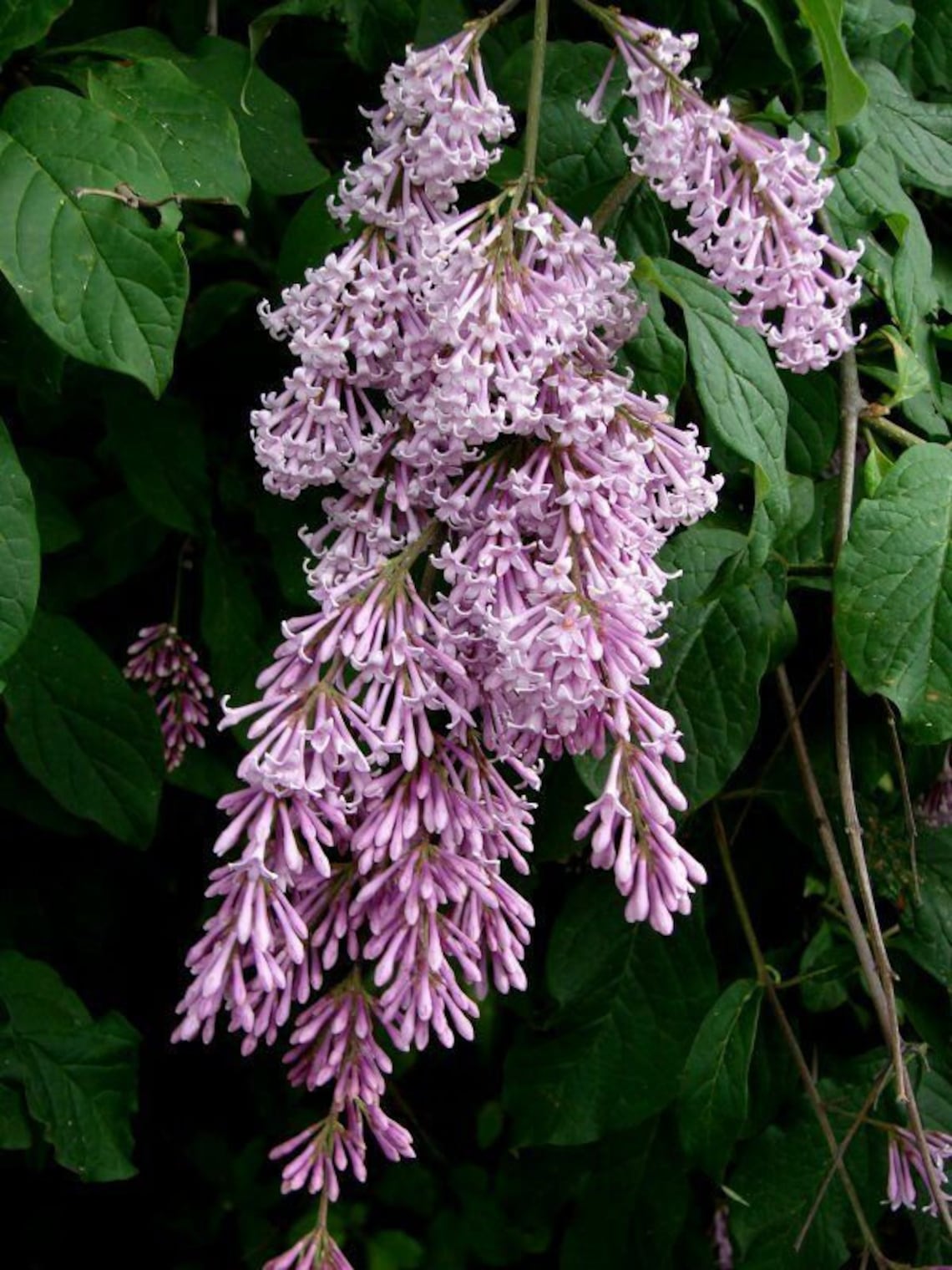 Syringa josikaea or Hungarian Lilac 10 seeds | Etsy