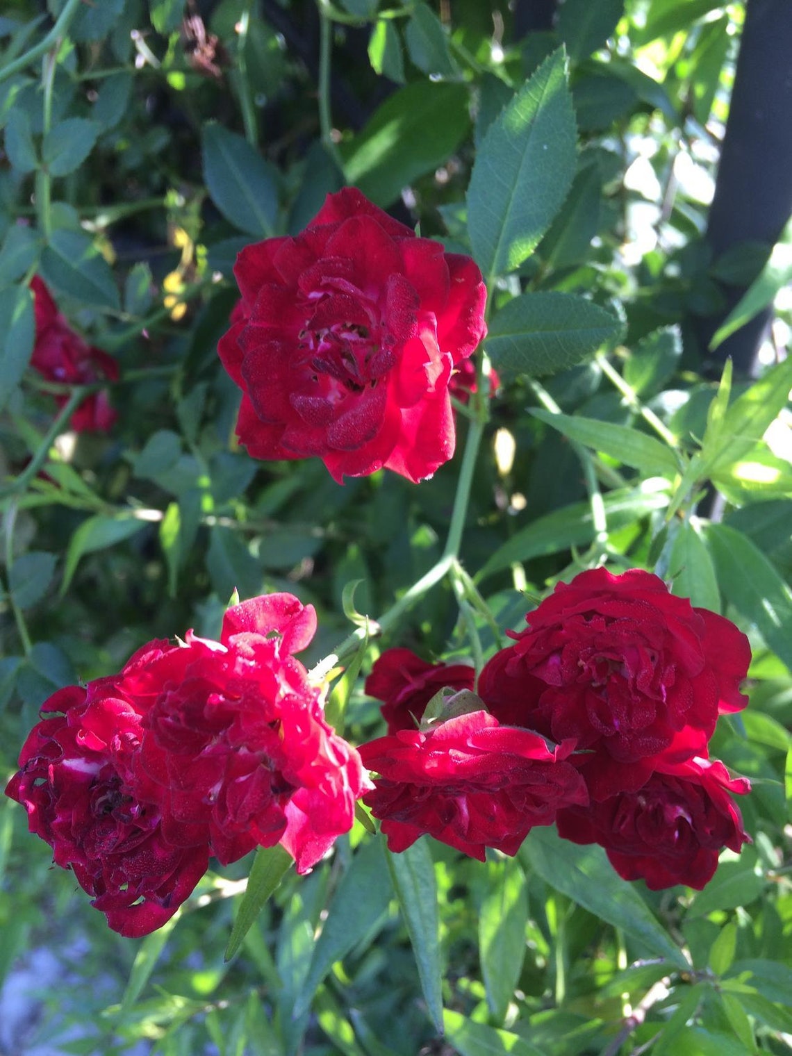 Rosa 'Red Cascade' climbing miniature rose Pint Plant | Etsy Rosa 'Red Cascade' climbing miniature rose Pint Plant | Etsy