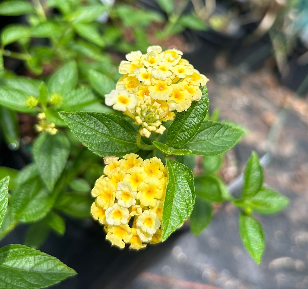 2 Lemon Drop Lantana Camara Pint Plants - Etsy