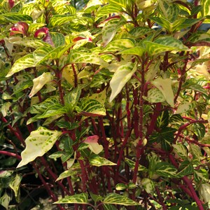Variegated Bloodleaf Iresine Herbstii Pint Plant - Etsy
