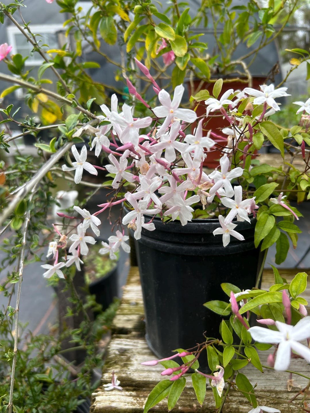 Fragrant Winter Jasmine or Jasminum Polyanthum Pint Plant - Etsy