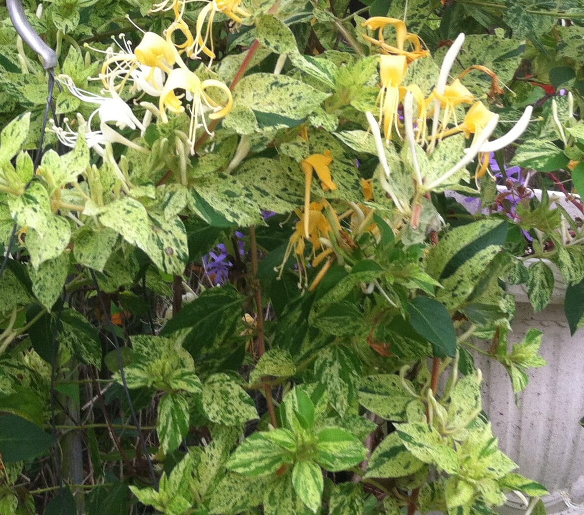 Fragrant Mint Crisp Variegated Honeysuckle or Lonicera Japonica Plant ...