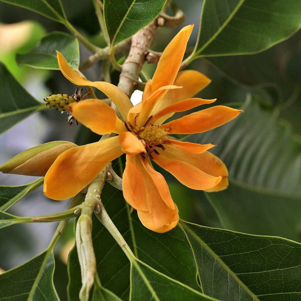 Michelia champaca Magnolia champaca 10 seeds | Etsy