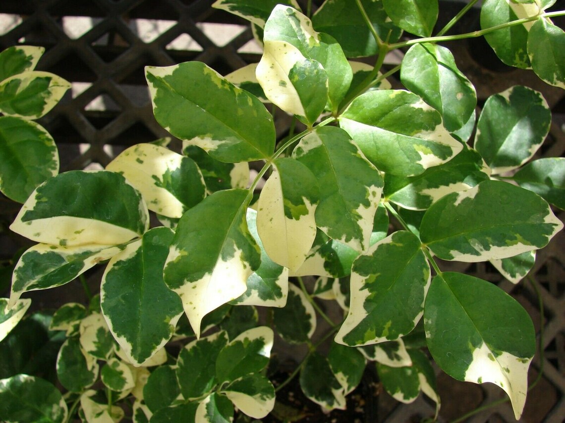 Variegatede Bower Vine or Pandorea Jasminoides Variegata Pint Plant - Etsy