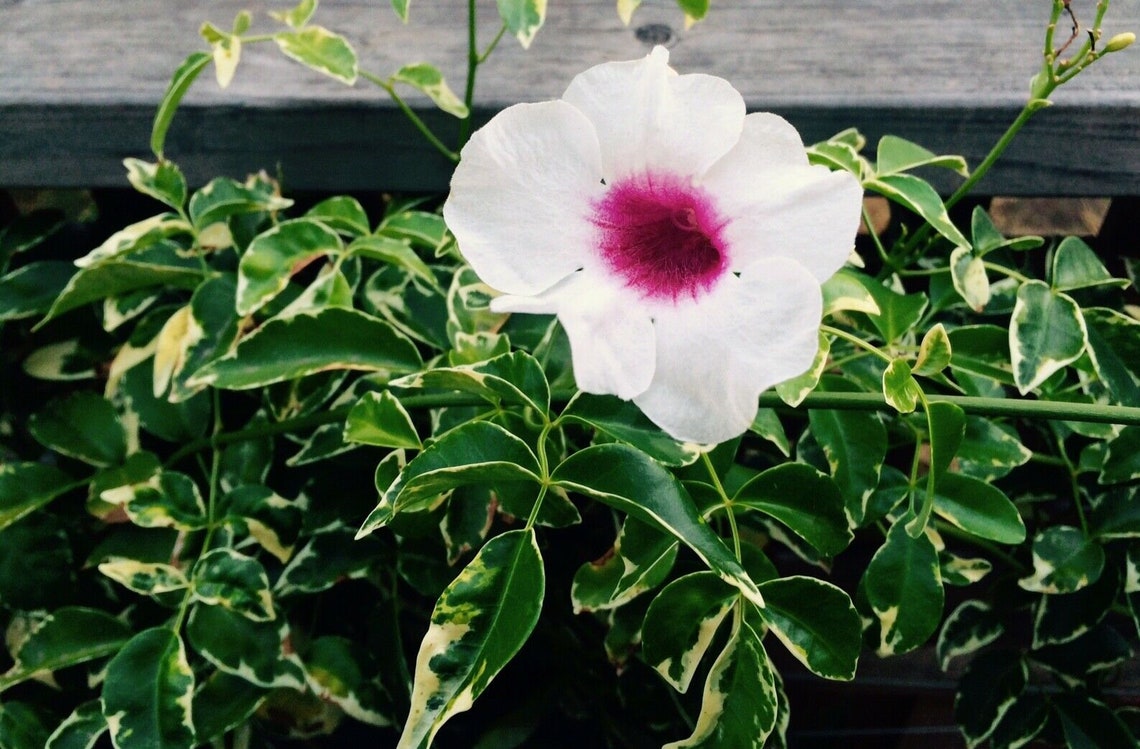 Variegatede Bower Vine or Pandorea Jasminoides Variegata Pint Plant - Etsy