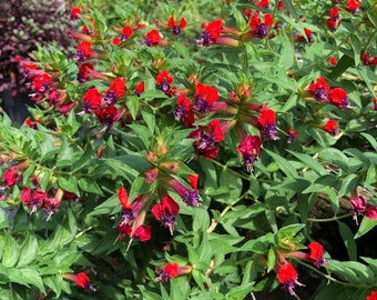 Cuphea Sweet Talk Red X4 or X1 Bat Faced Face Live Plant Plugs Grow ...