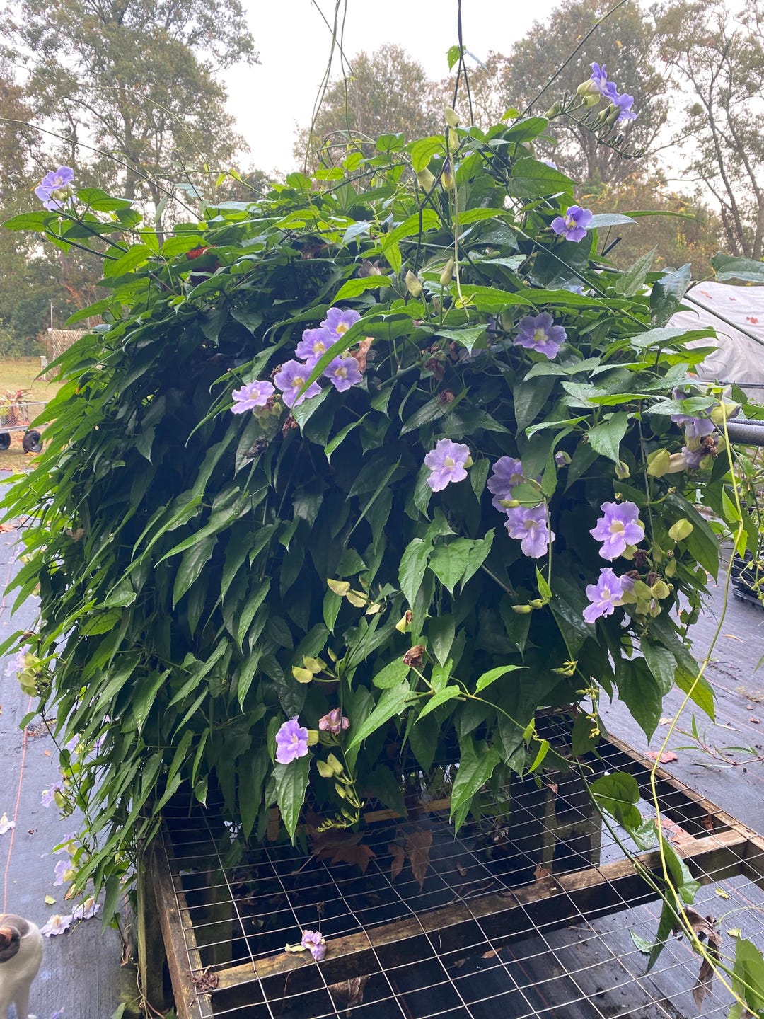 Blue Sky Vine Thunbergia Grandiflora Plant - Etsy