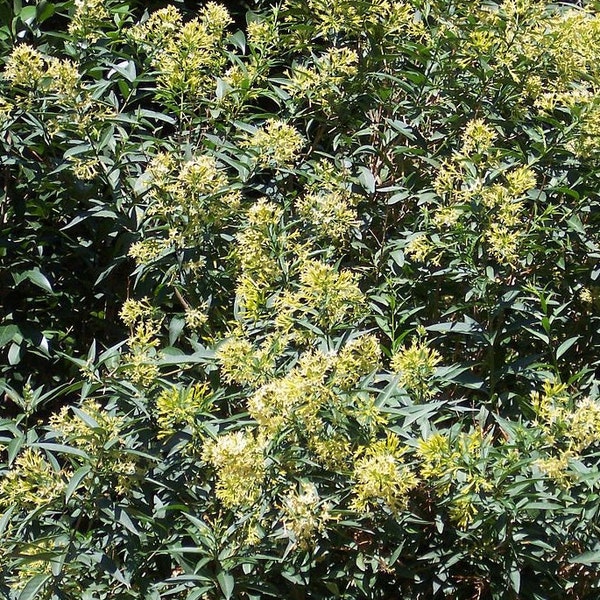 Virajaji Jasmine Plant - Etsy