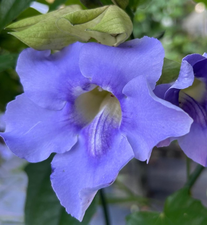 Variegated Blue Sky Vine Thunbergia Grandiflora 'variegata' Plant - Etsy