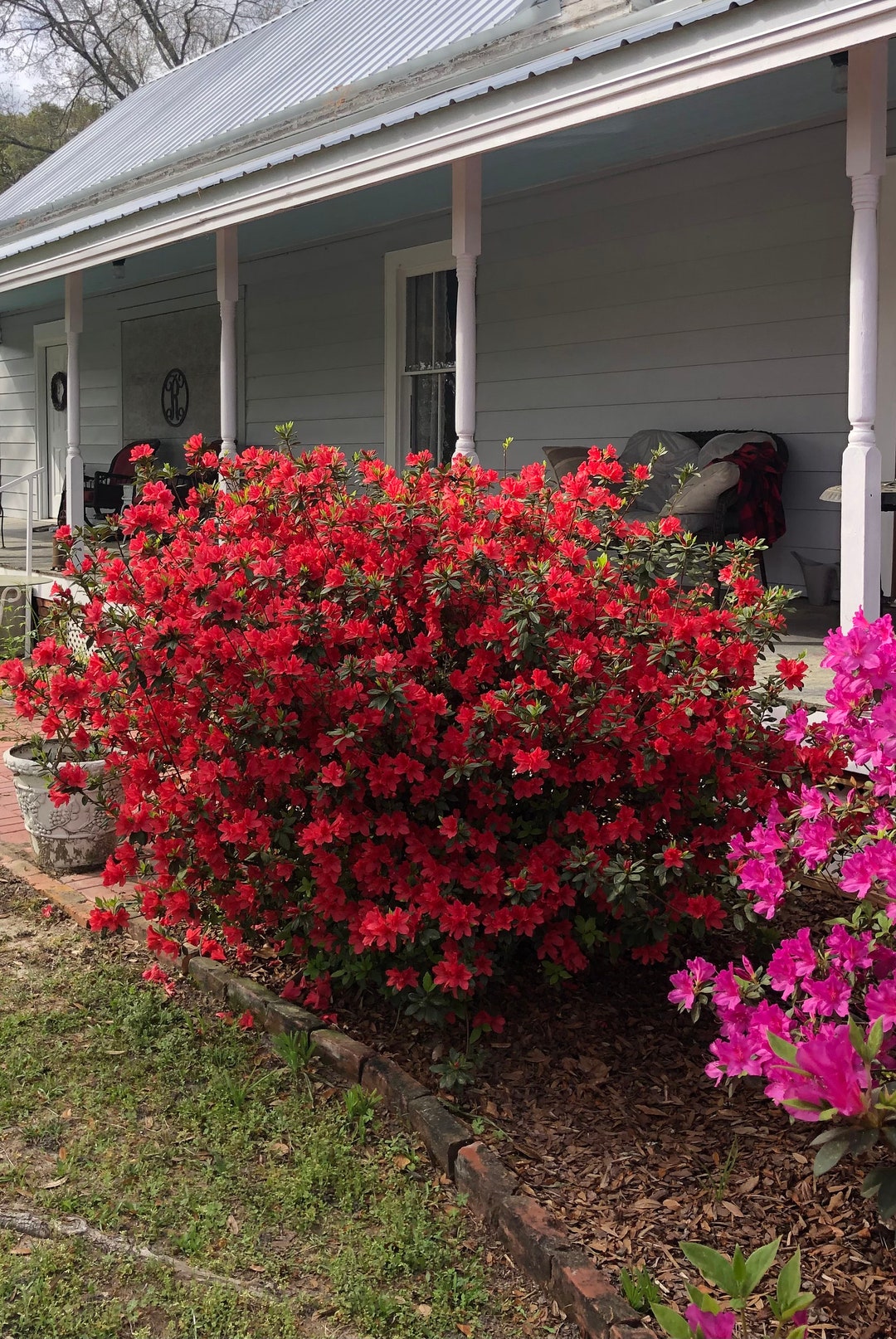 Azalea Flame rhododendron Pint Plant - Etsy
