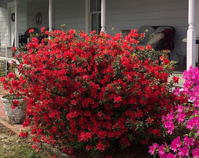 Azalea Flame (rhododendron) Pint Plant - Etsy