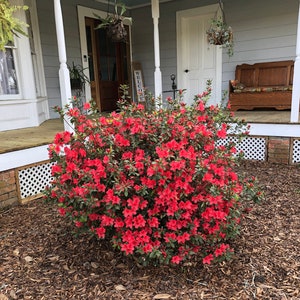 Azalea Flame rhododendron Pint Plant - Etsy