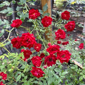 Rosa Red Cascade Climbing Miniature Rose Pint Plant - Etsy