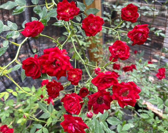 Rosa Red Cascade Climbing Miniature Rose Pint Plant - Etsy