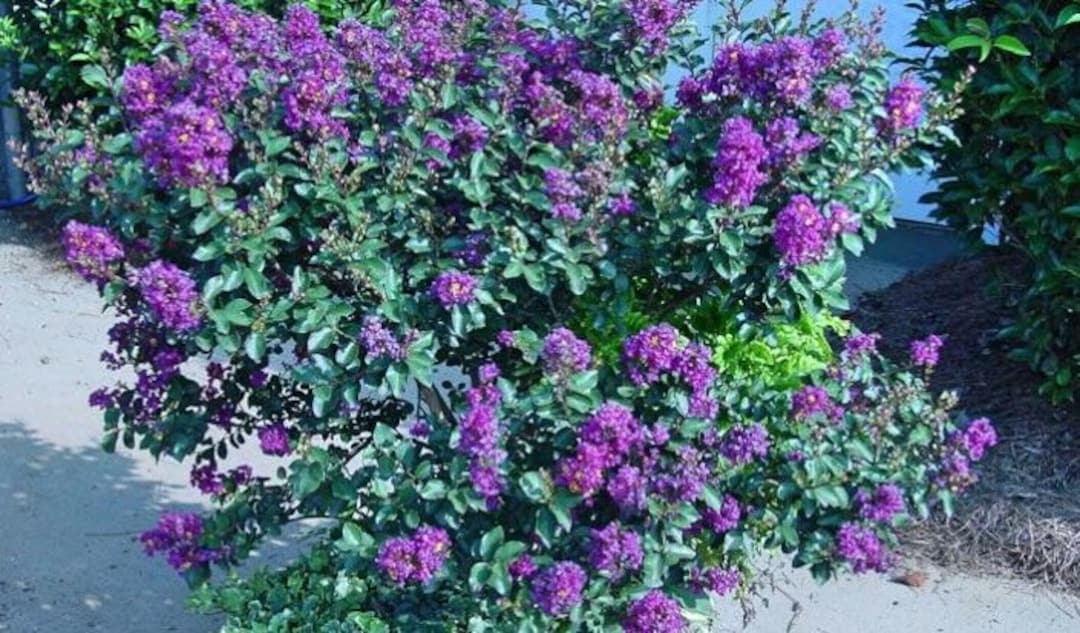 Buy Purple Velvet Crape Myrtle or Lagerstroemia 20 Seeds Online in ...