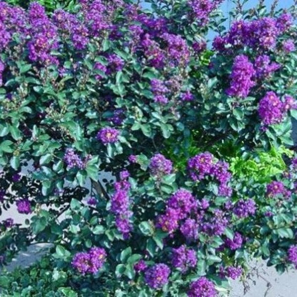 Crape Myrtle Plant - Etsy