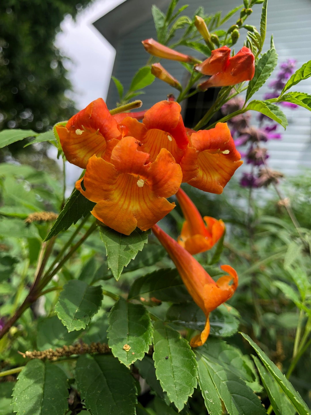 Tecoma Stans Hybrid Orange Jubilee Quart Plant - Etsy