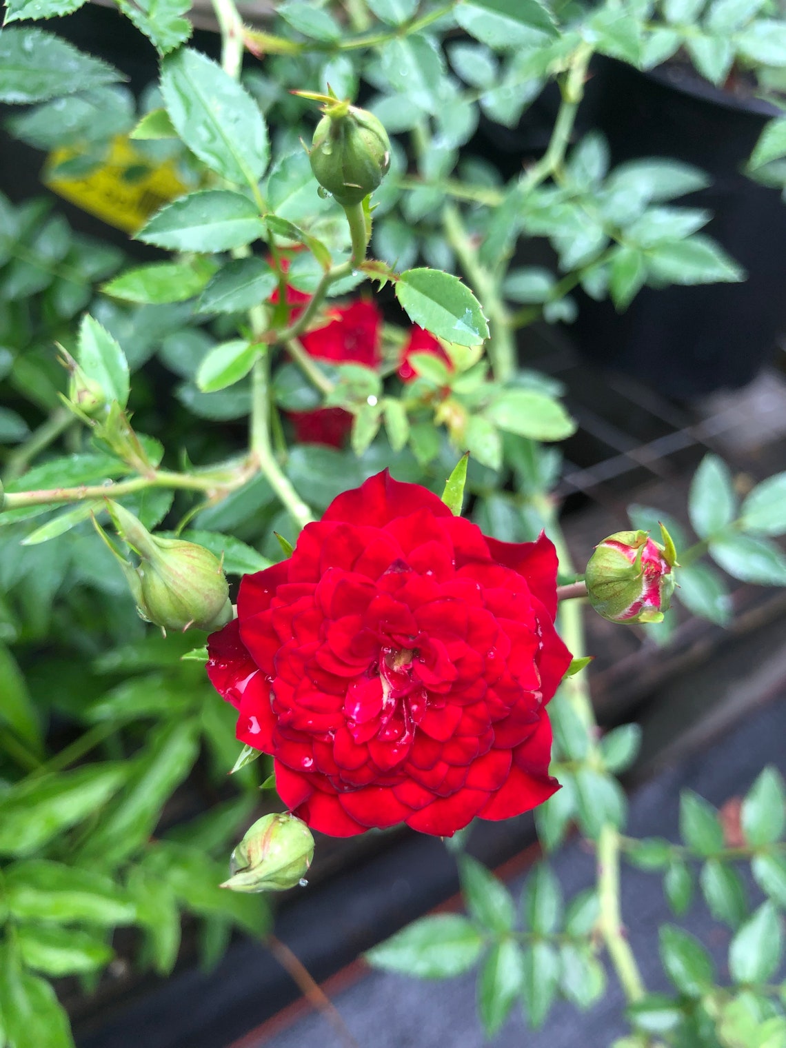 Rosa Red Cascade Climbing Miniature Rose Pint Plant - Etsy