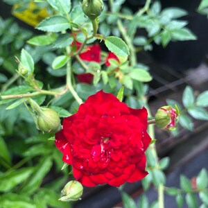 Rosa Red Cascade Climbing Miniature Rose Pint Plant - Etsy