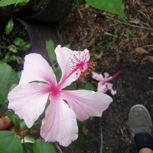 Hibiscus Weeping Albo Lacinatus Tropical Hibiscus Quart Plant - Etsy