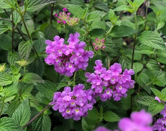 Trailing Lantana Lavender - Etsy