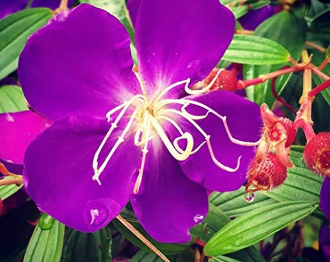 Dwarf Tibouchina Lepidota Dwarf Princess Flower Pint Plant - Etsy